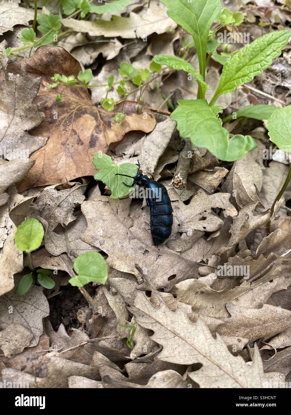 Nice bug hi-res stock photography and images - Alamy