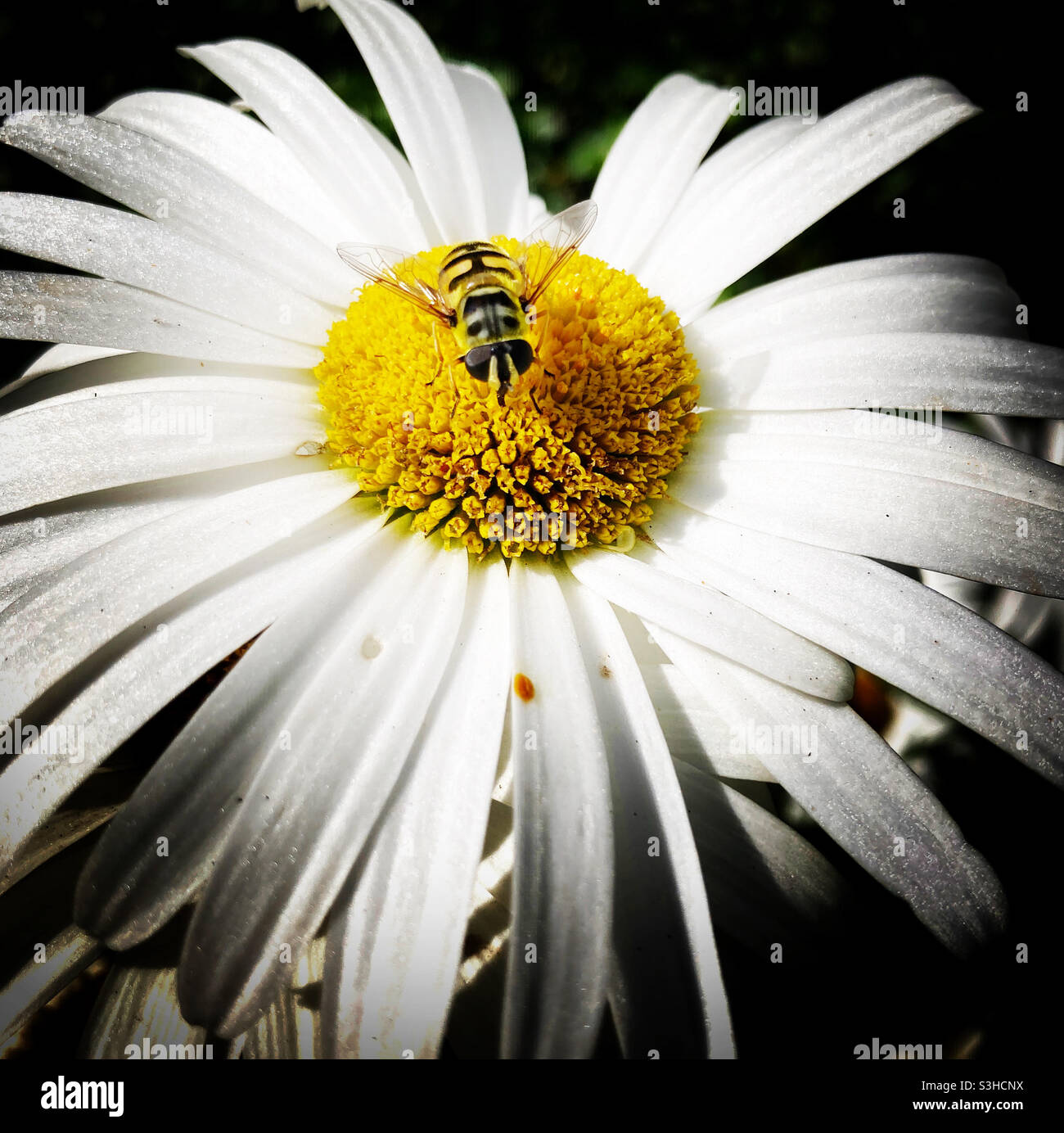 Daisy pollination hi-res stock photography and images - Alamy