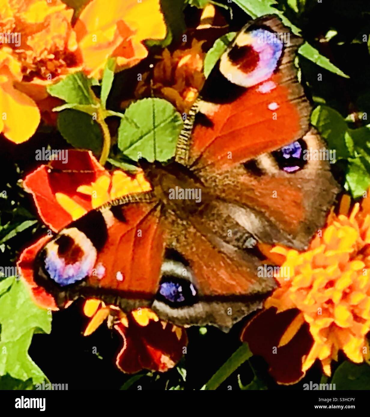 Butterfly, wings, flower,nature,joy, energy,life Stock Photo - Alamy