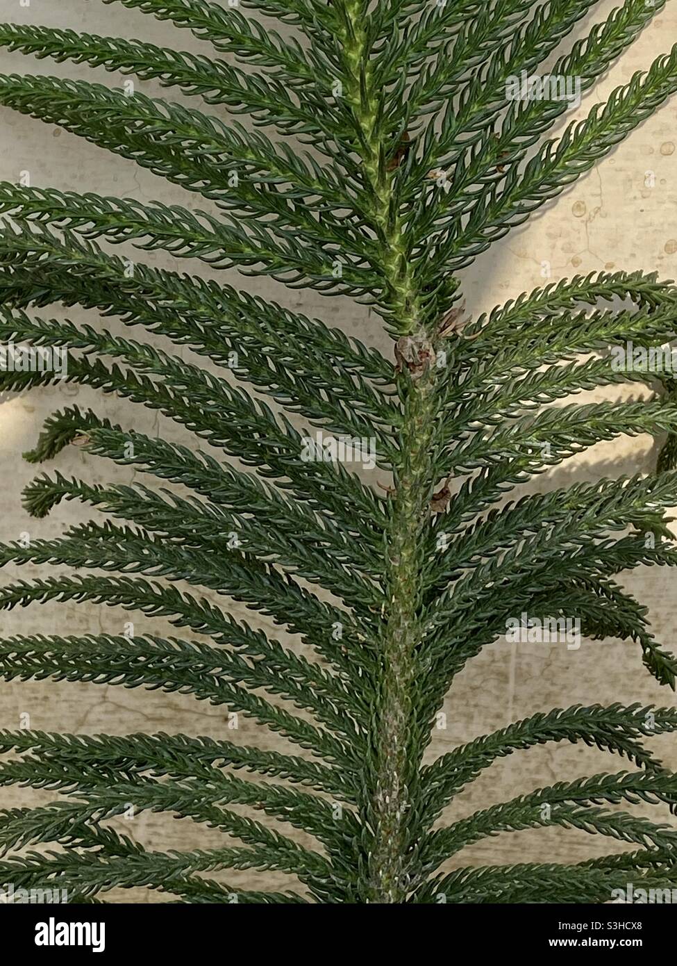 Symmetry green hi-res stock photography and images - Alamy