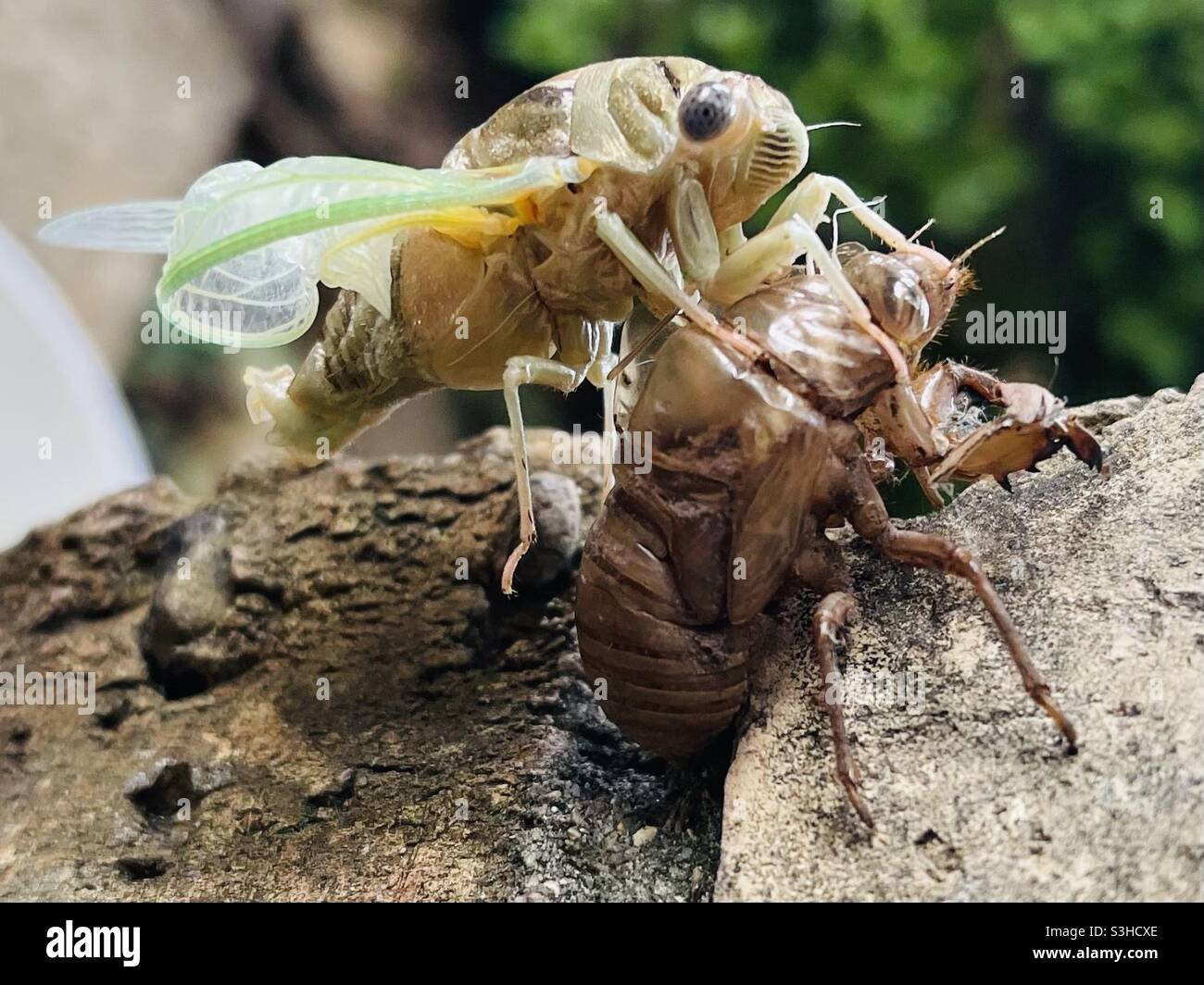 Cicada Emerging From Shell