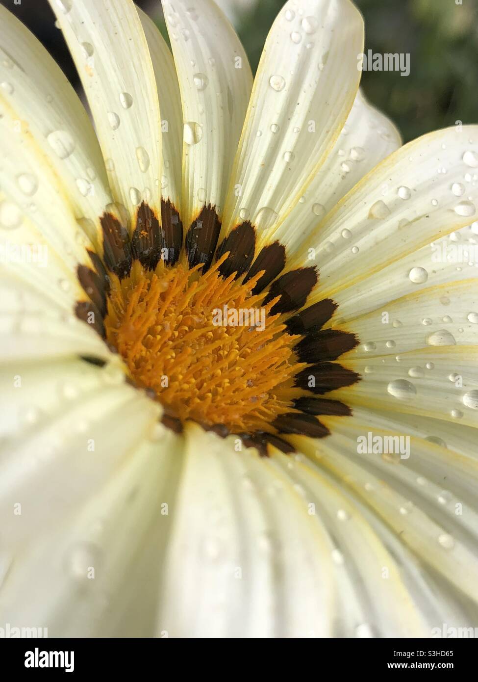 Wet flowers hi-res stock photography and images - Alamy