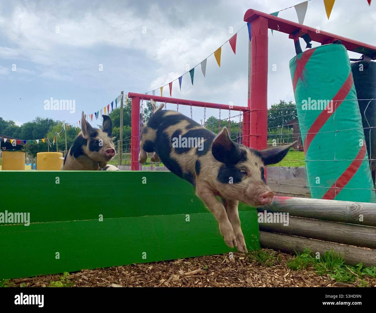 Pig racing hi-res stock photography and images - Alamy