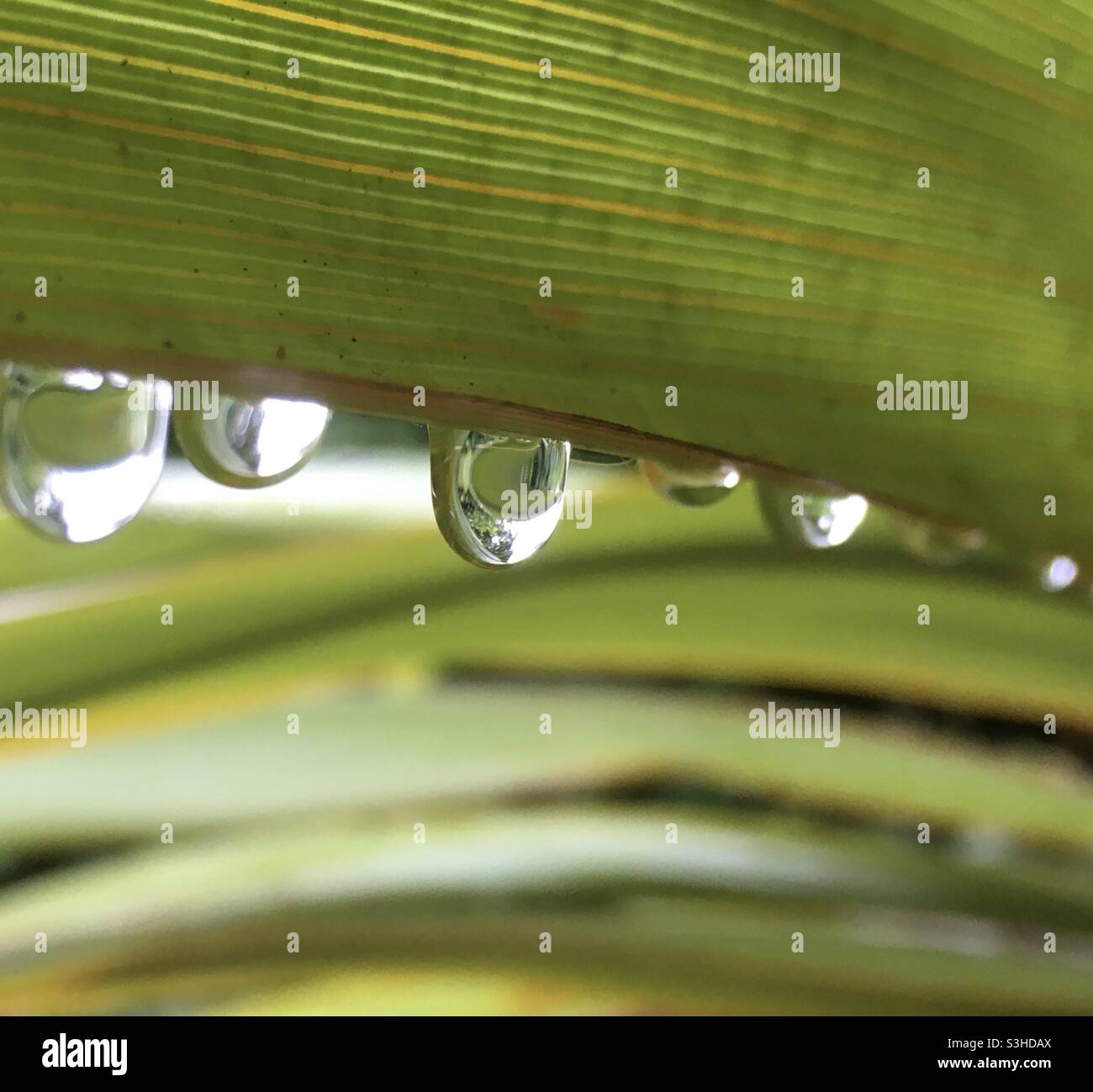 Green, nature, raindrops, background image, serenity, calm Stock Photo ...