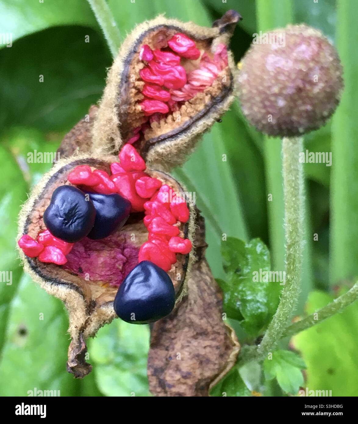 Red, green, vibrant, seed pod, nature Stock Photo - Alamy