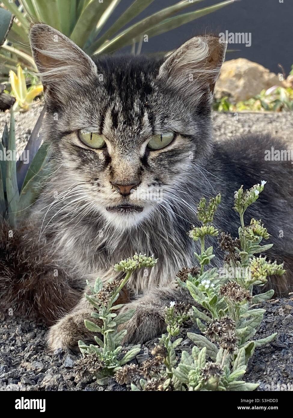 Very seriously cat hi-res stock photography and images - Alamy