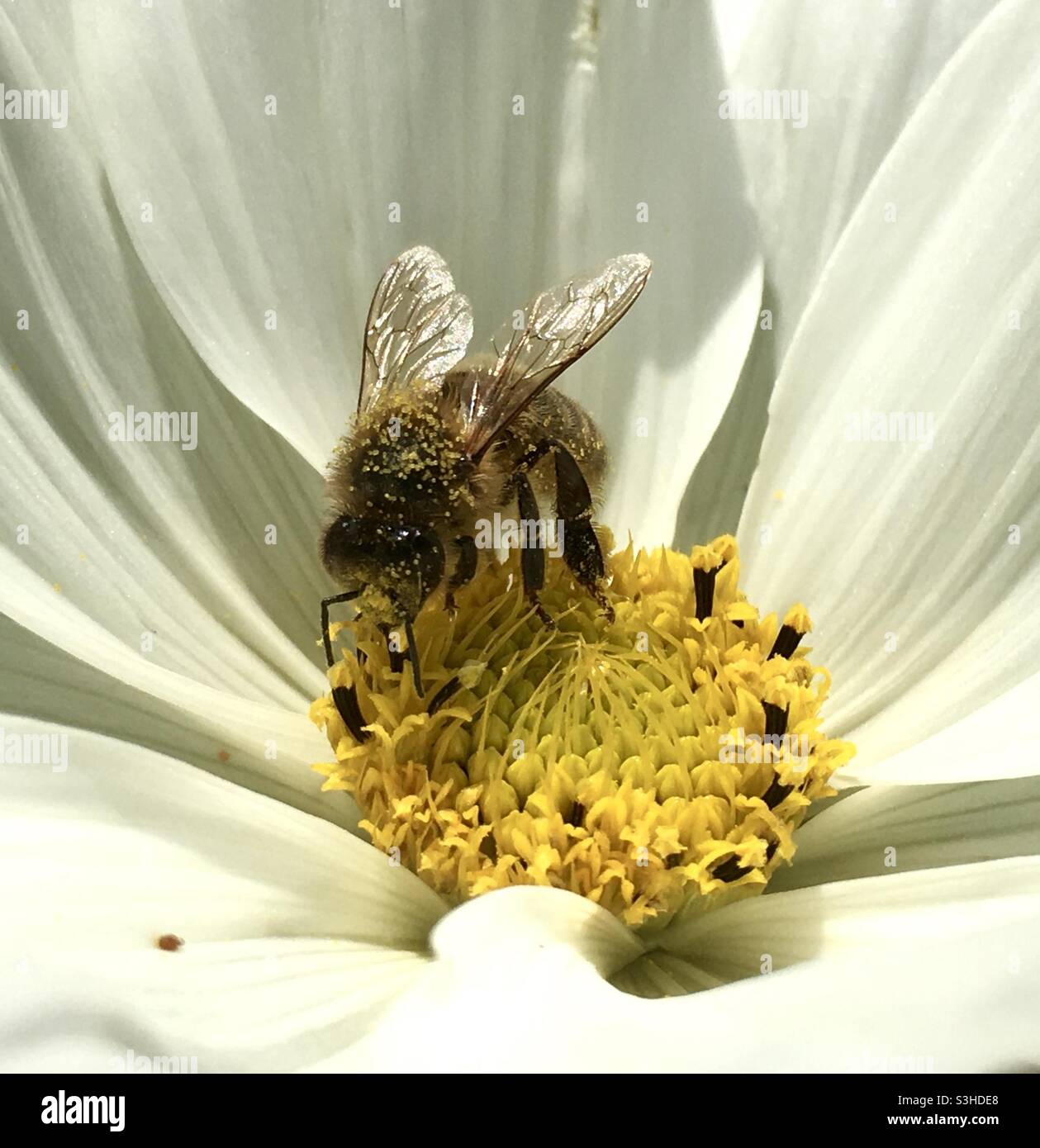Nature's gold hi-res stock photography and images - Alamy