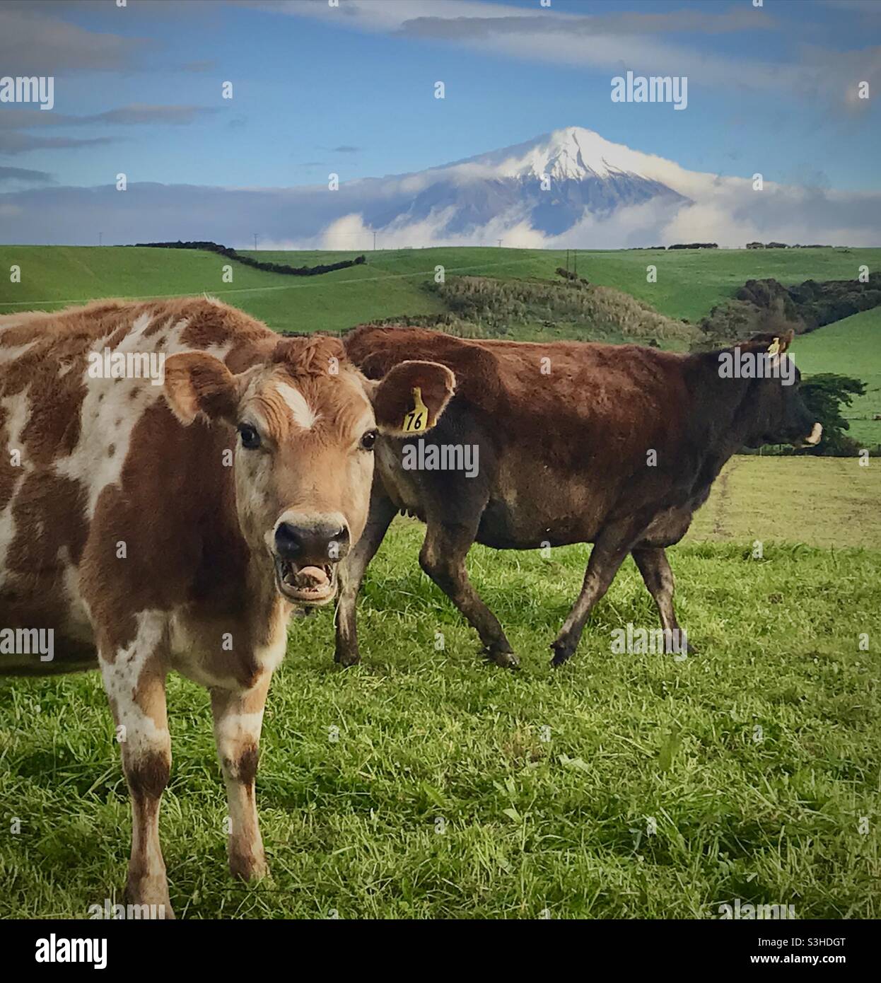 New zealand dairy cow hi-res stock photography and images - Alamy