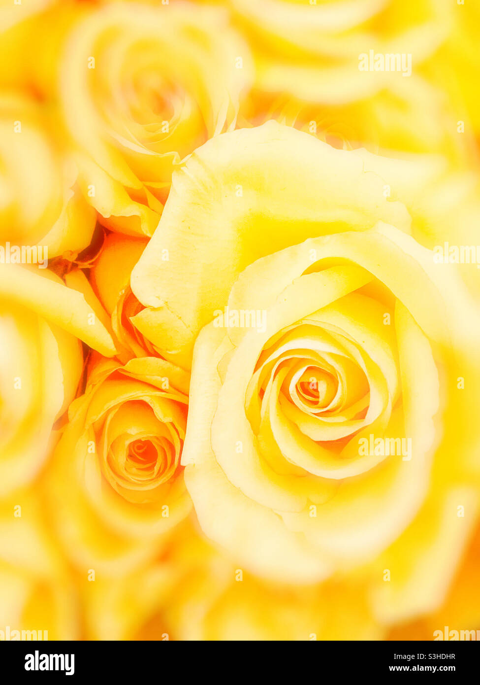 The yellow roses Stock Photo - Alamy