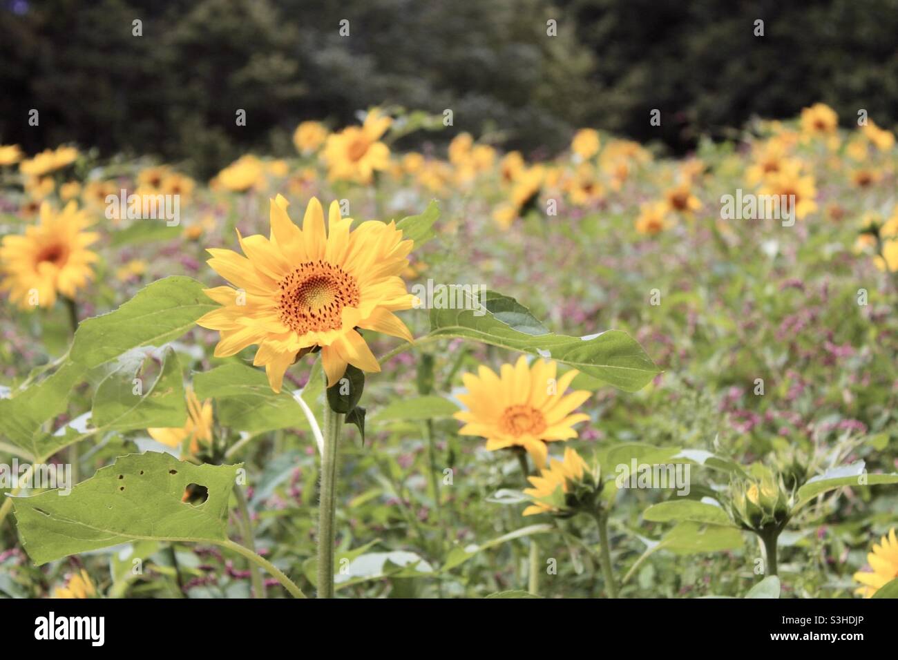 Lavender park hi-res stock photography and images - Alamy
