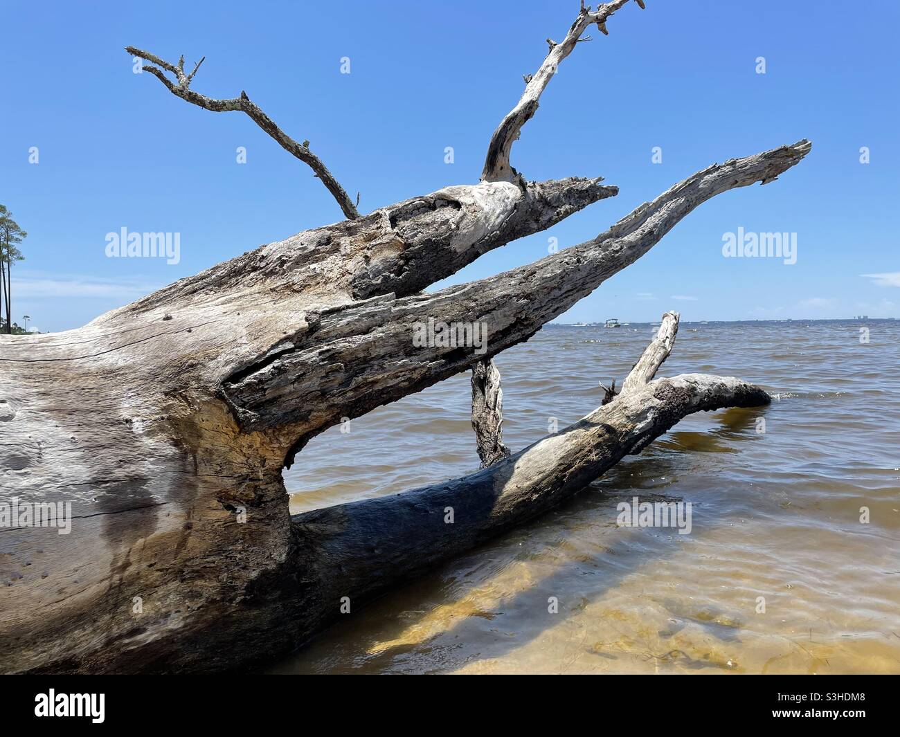 Large fallen tree over bay water Stock Photo - Alamy