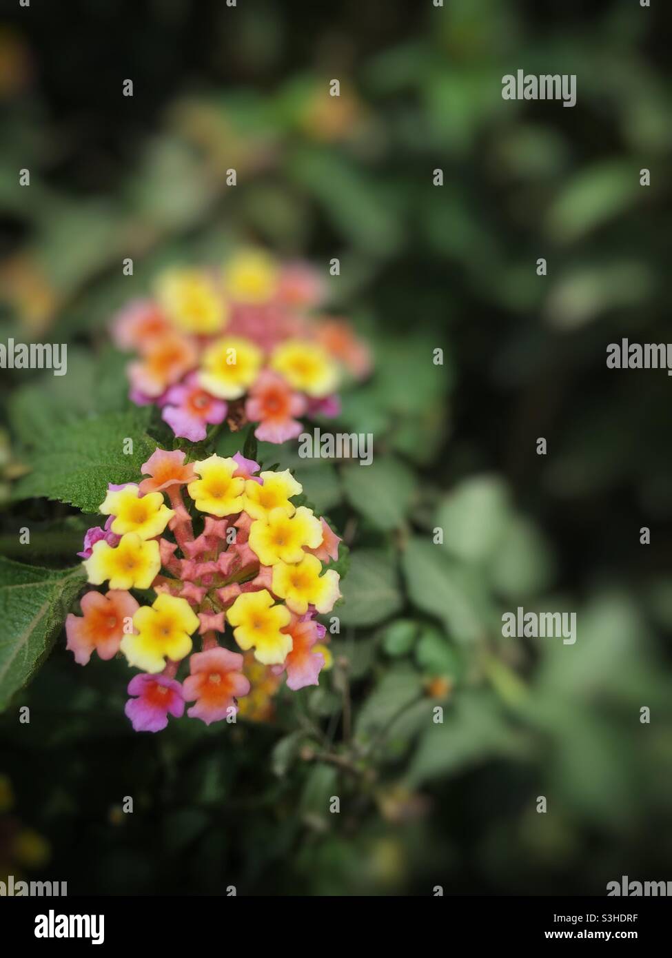 Multi color flower hi-res stock photography and images - Alamy