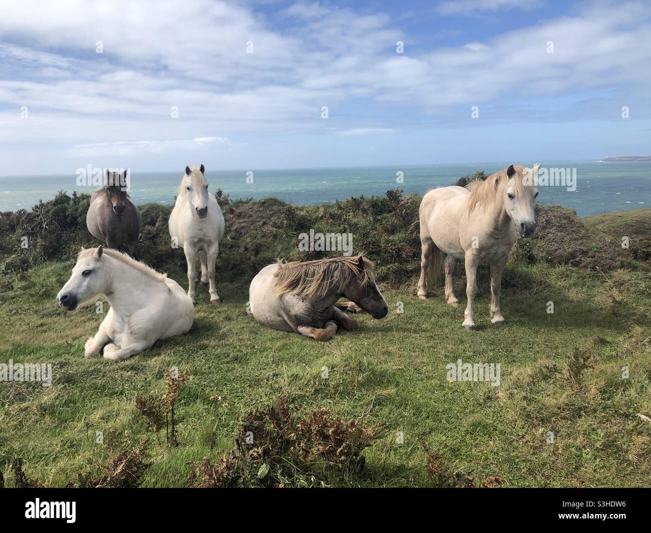 Horsing hi-res stock photography and images - Alamy