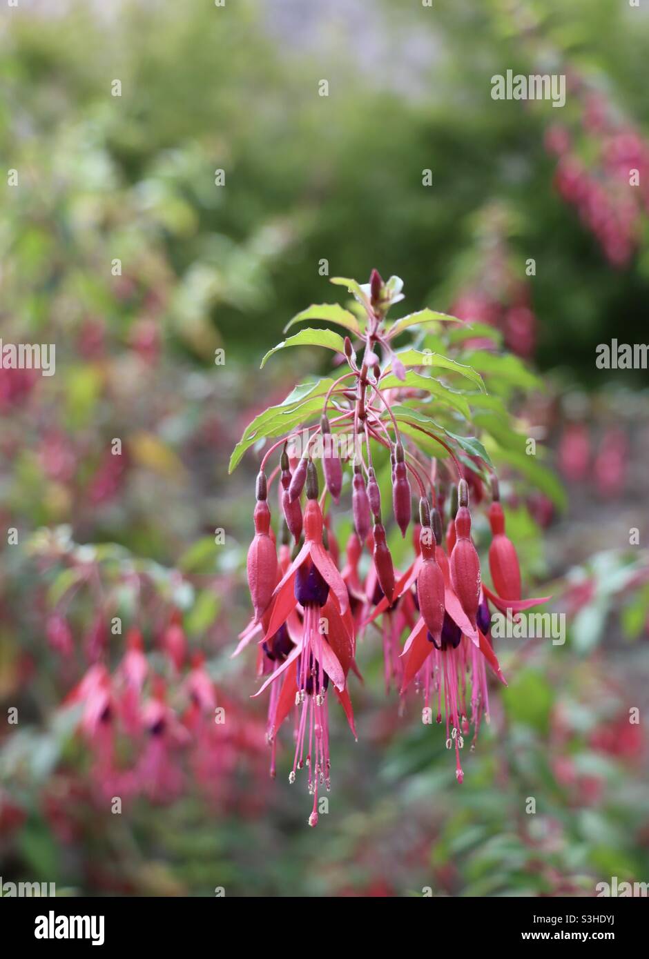 Fuchsias leaves hi-res stock photography and images - Alamy