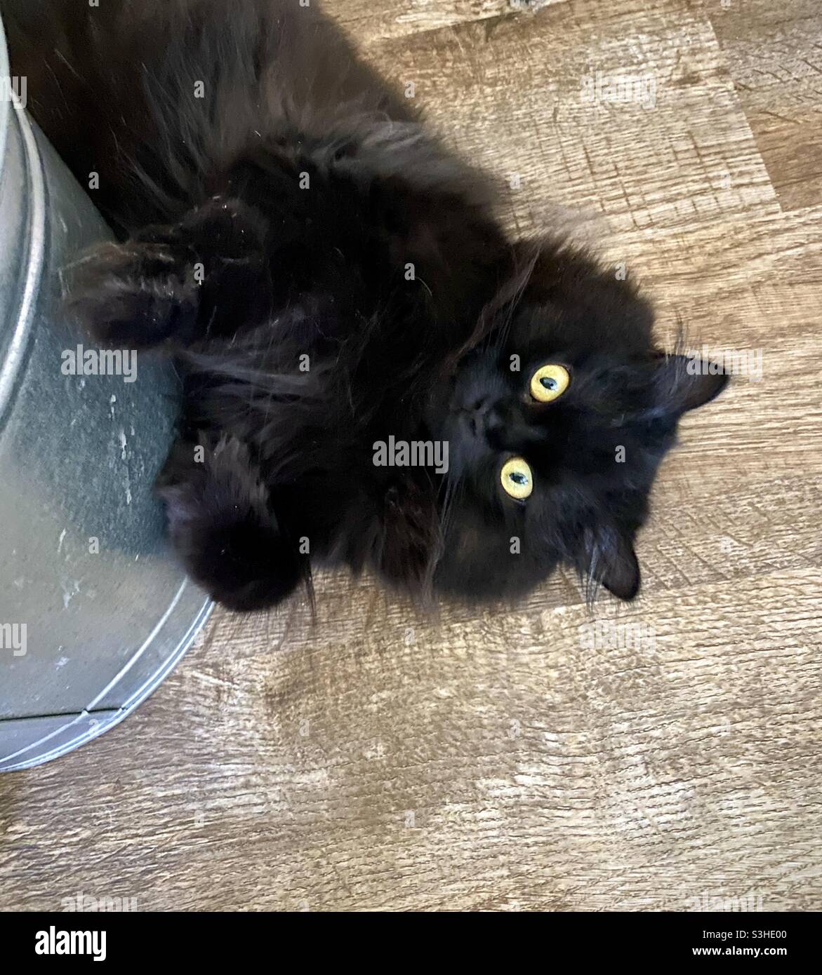 Black Persian Mix