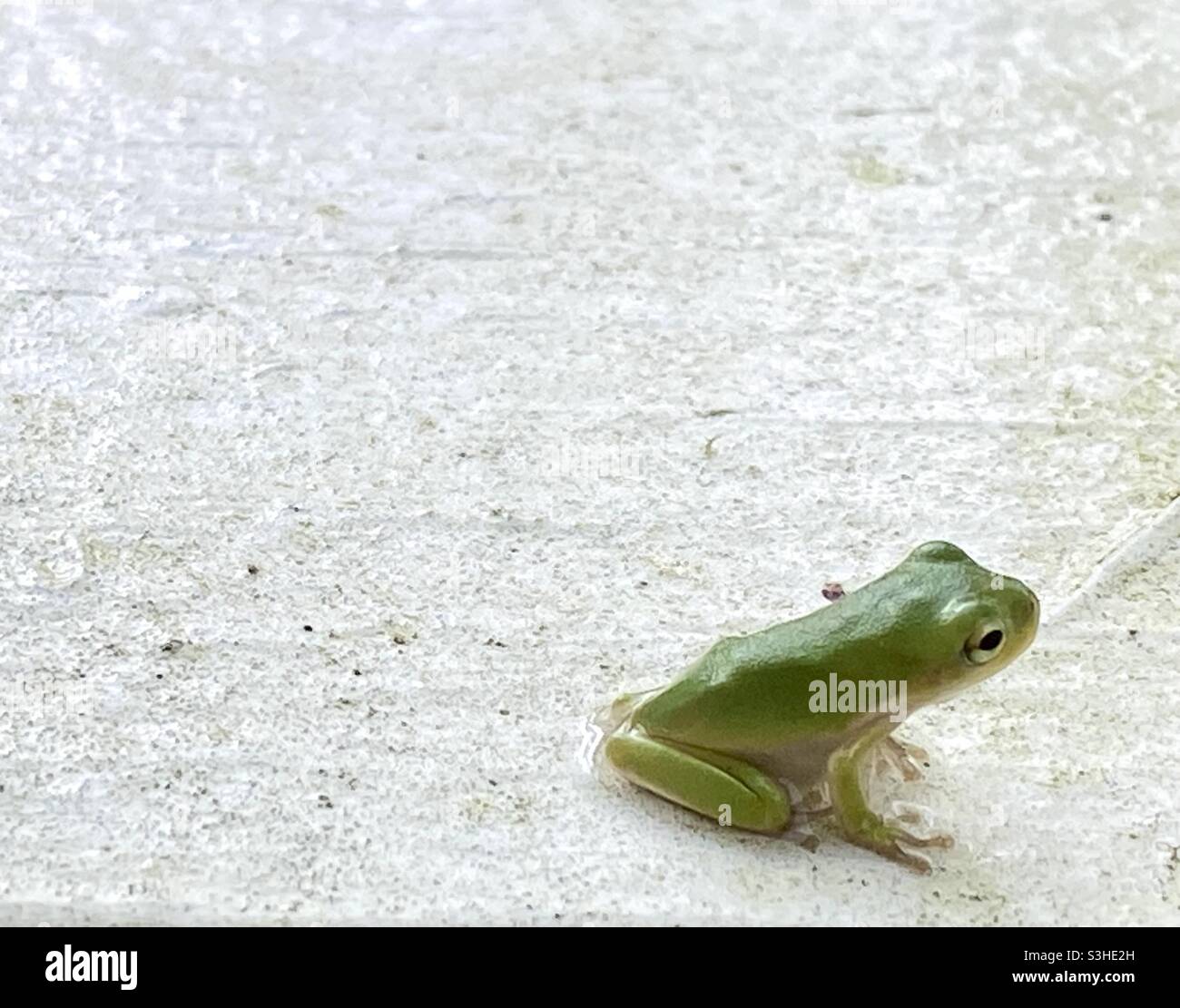 Tiny Baby Frog Stock Photo - Alamy