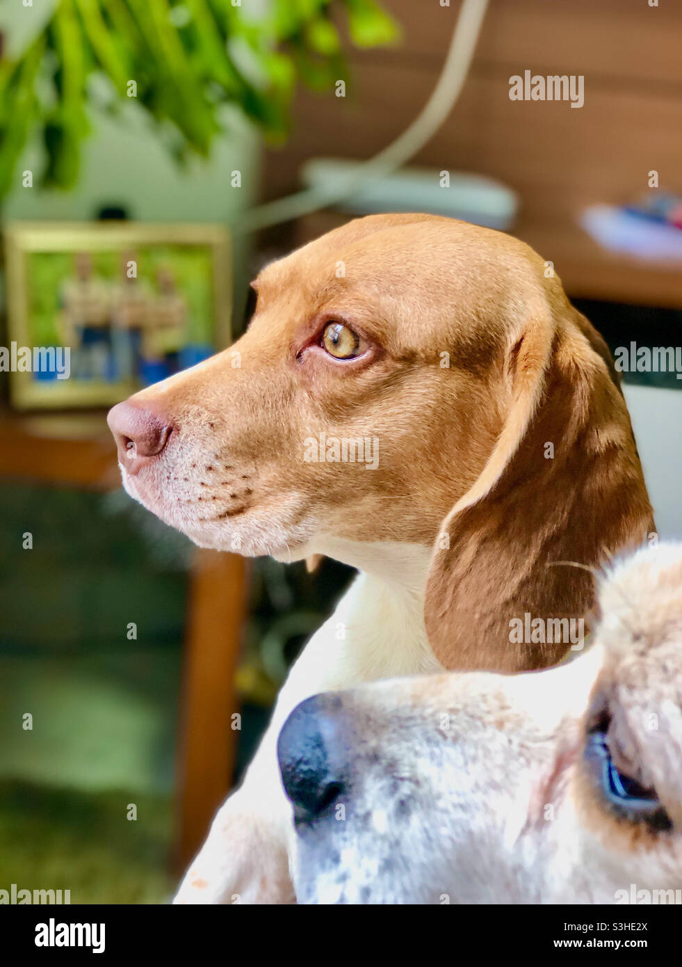 Beagle ears hi-res stock photography and images - Alamy