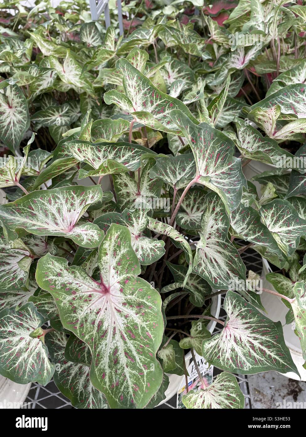Full background of colorful caladiums Stock Photo - Alamy