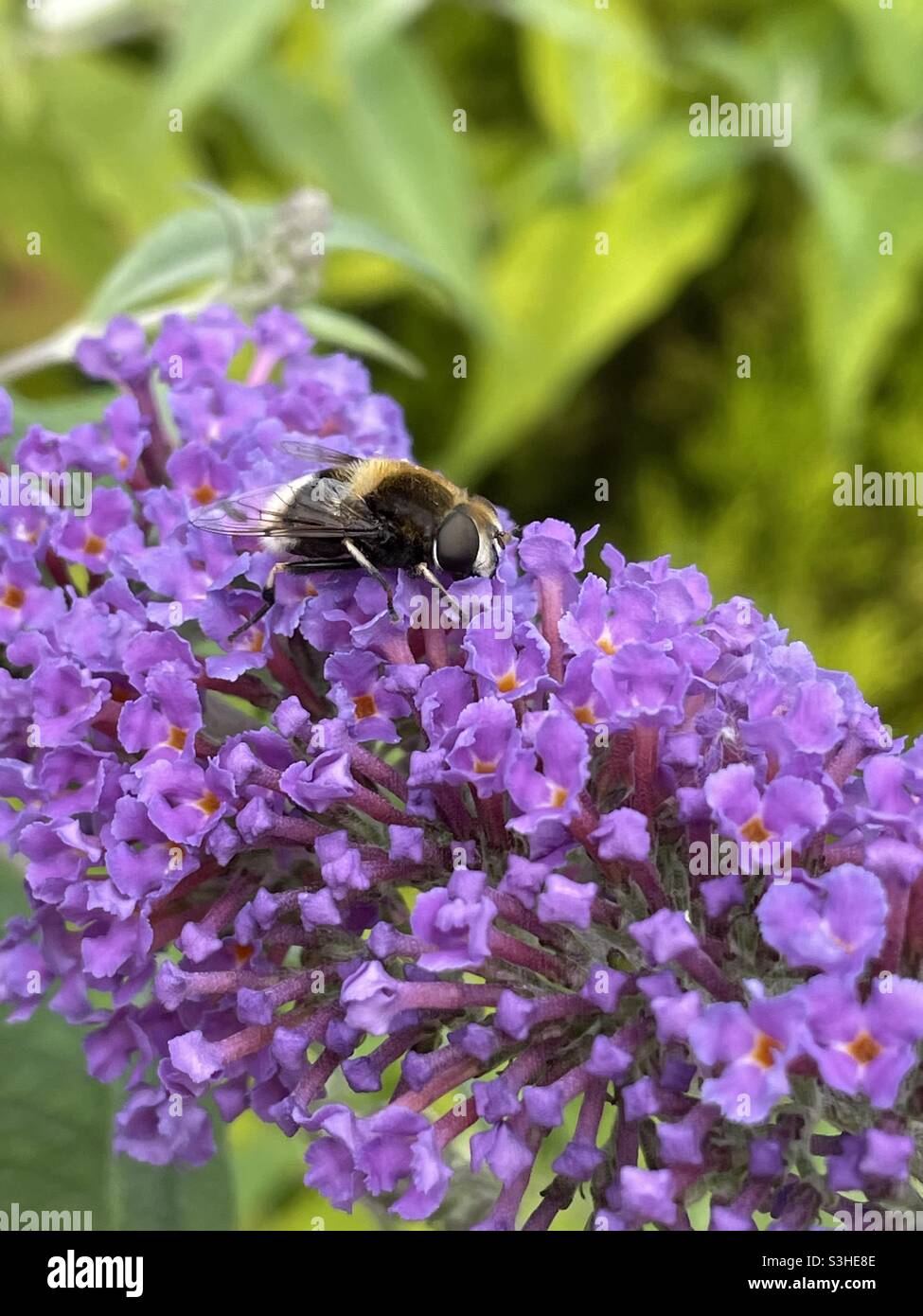 Bee buddleia hi-res stock photography and images - Alamy
