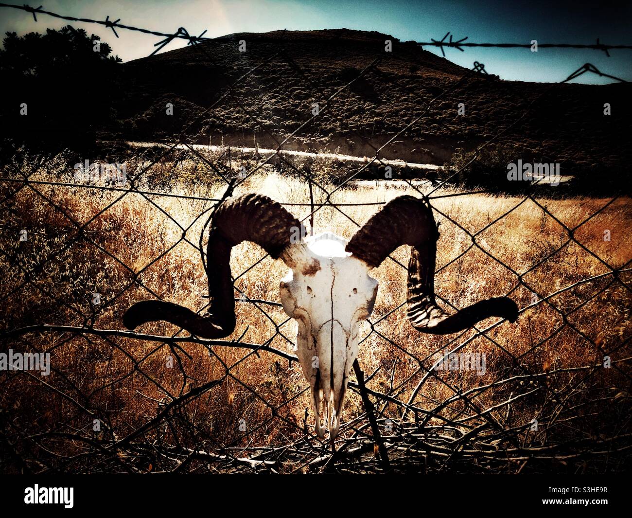 Skull of a goat hanging on a fence against a mount Stock Photo - Alamy