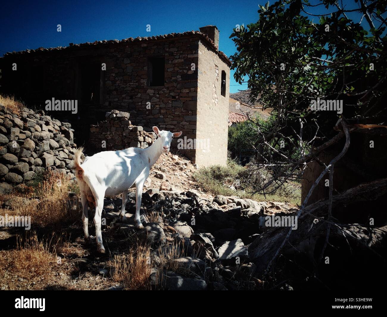 White goat on a rural town scene Stock Photo - Alamy