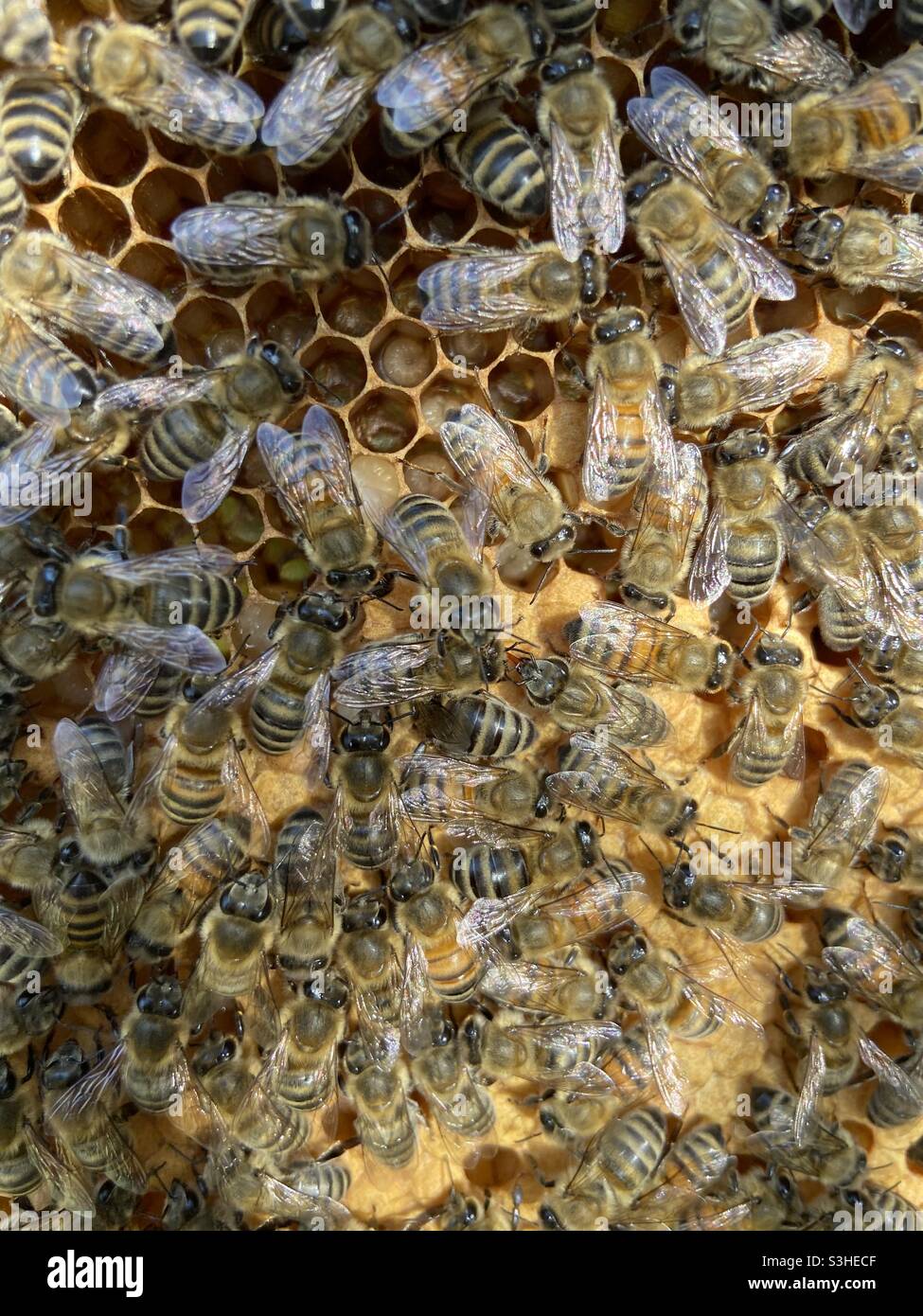 Maggots For High Resolution Stock Photography and Images - Alamy