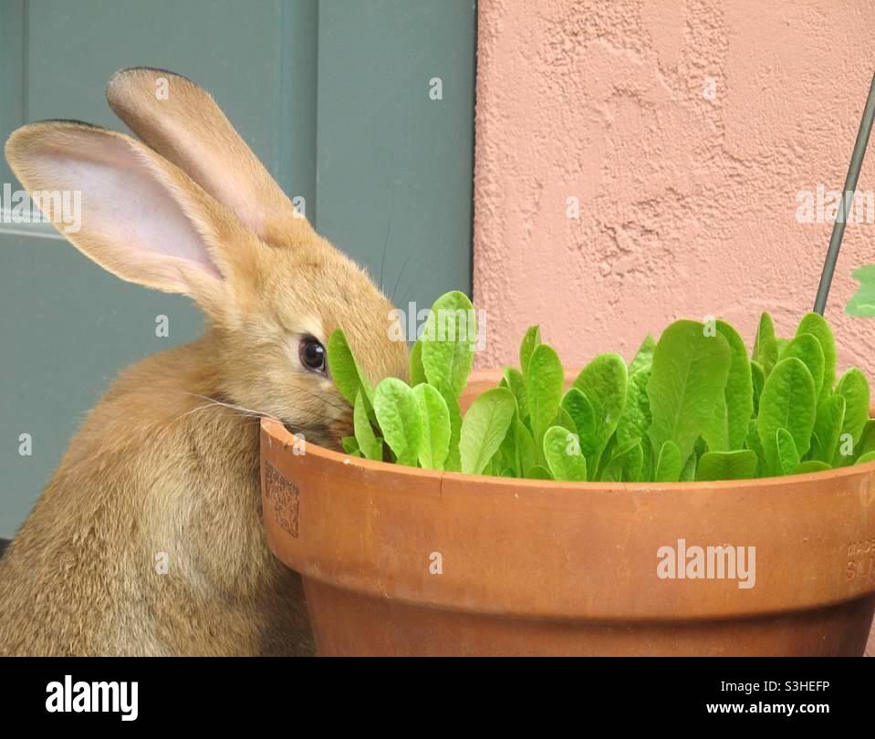Baby Flemish Giant Bunny Eating Lettuce Stock Photo - Alamy