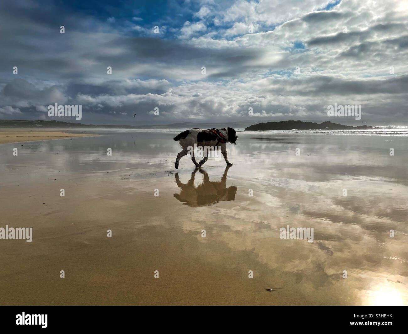 Dog trotting hi-res stock photography and images - Alamy