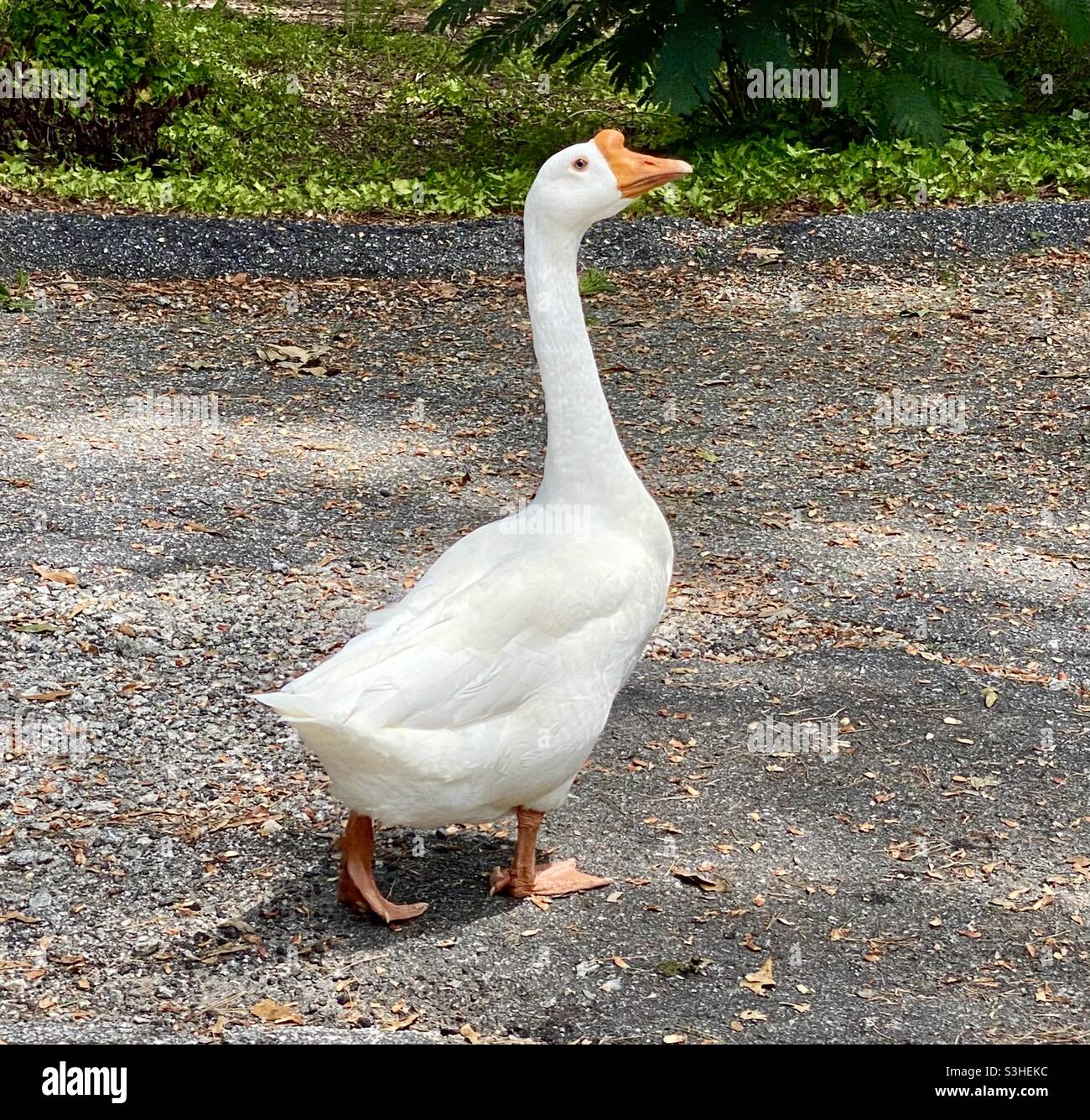 Friendly goose hi-res stock photography and images - Alamy