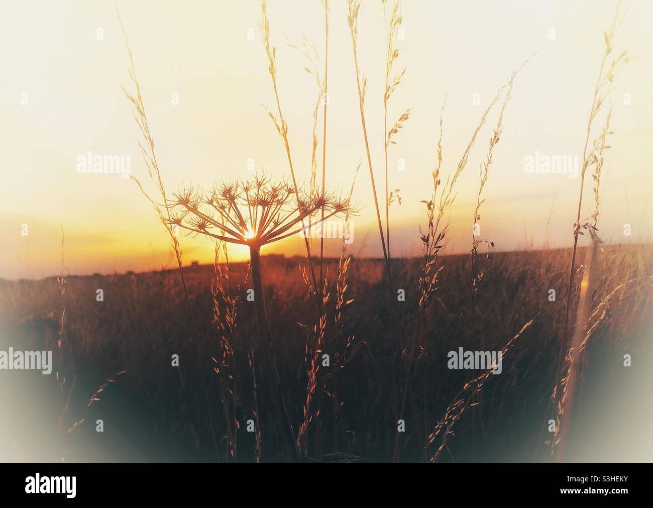 Setting sun through dried plants Stock Photo - Alamy