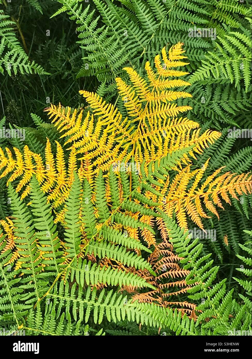 Changing colours hi-res stock photography and images - Alamy