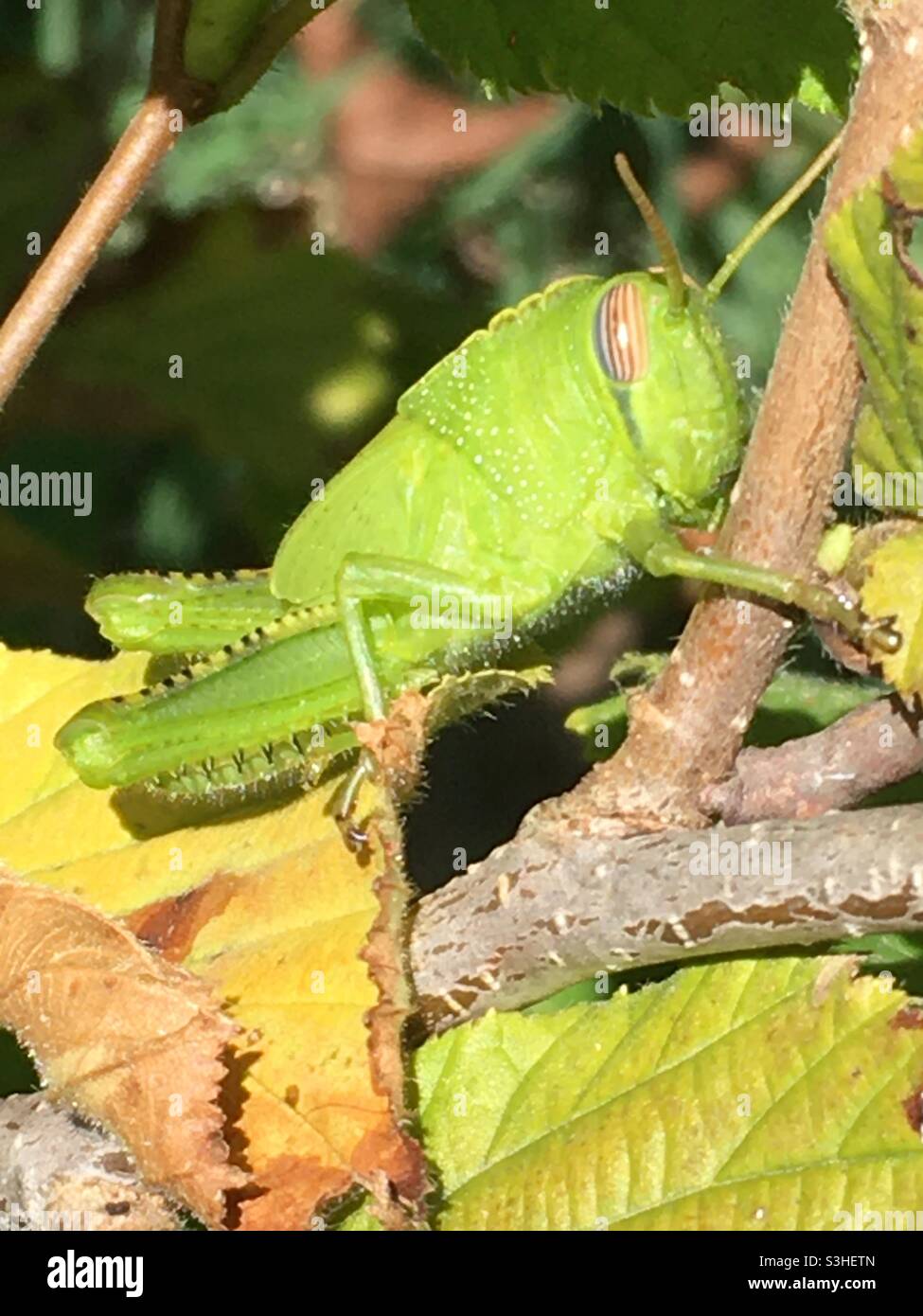 happy grasshopper in nature Stock Photo - Alamy