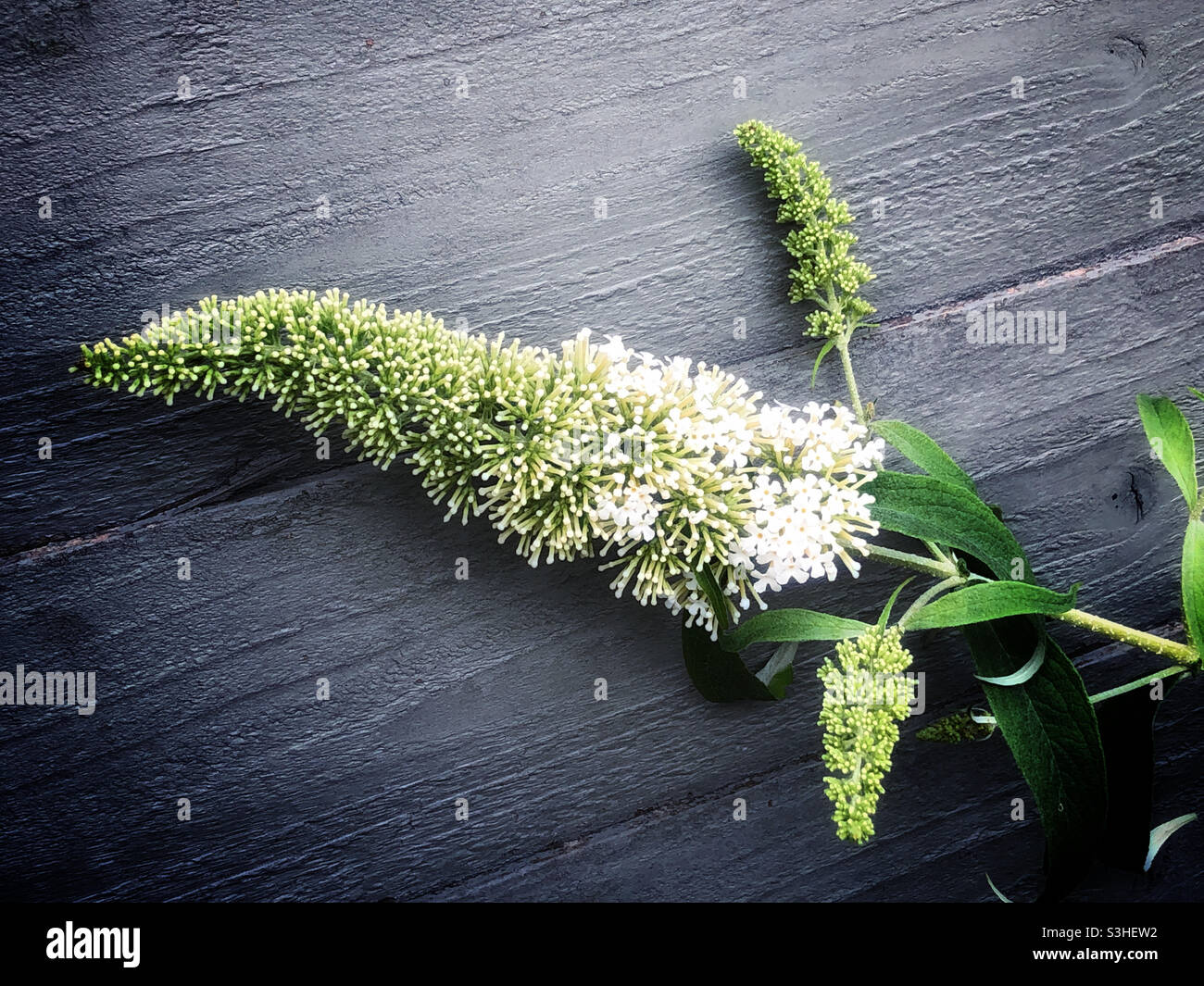 Buddleia buddleja davidii hi-res stock photography and images - Alamy