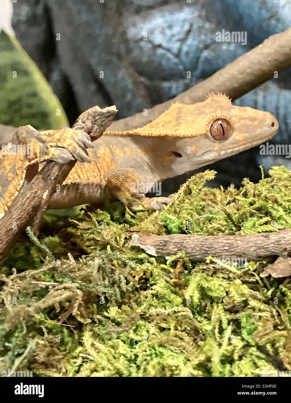Cricket for gecko hi-res stock photography and images - Alamy