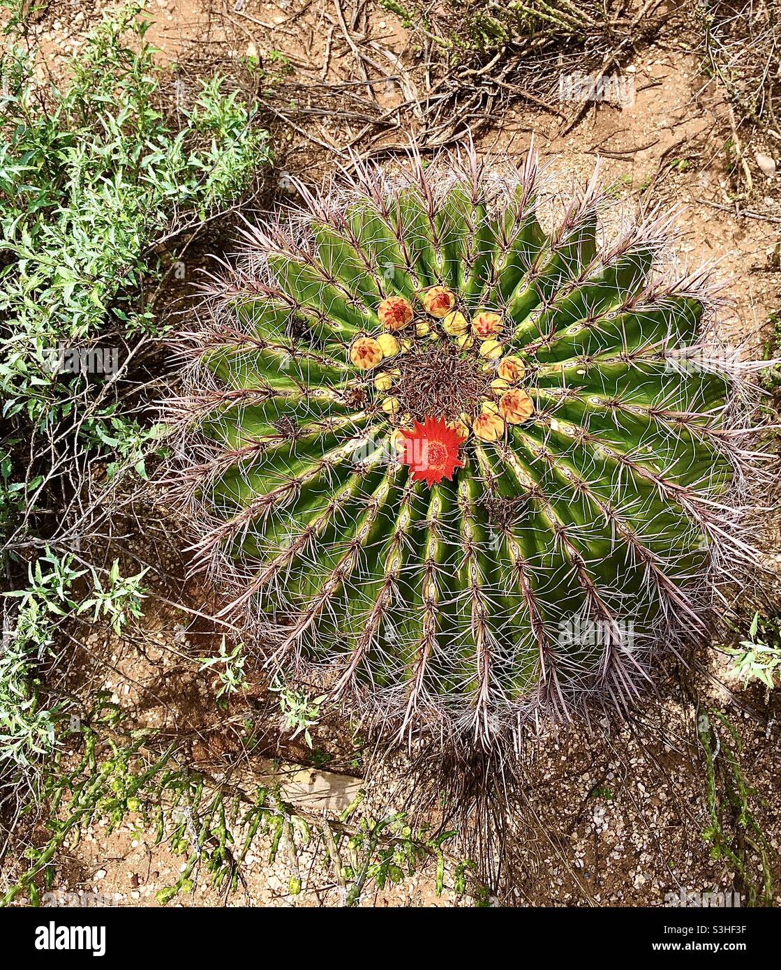 Barrel cactus blooms hi-res stock photography and images - Alamy