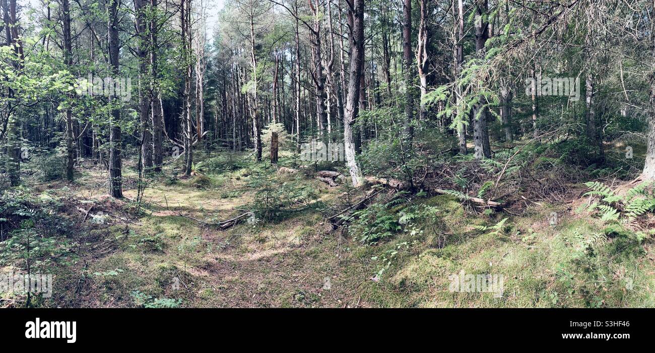 Woodland scenery hi-res stock photography and images - Alamy