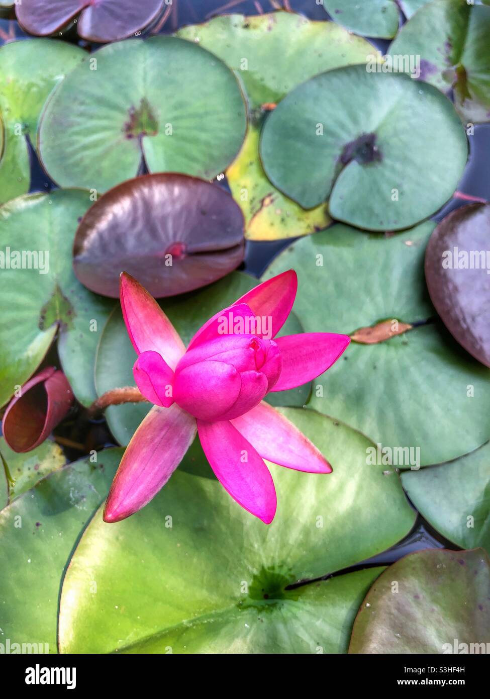 A single magenta coloured lotus flower growing in a lily pad Stock ...