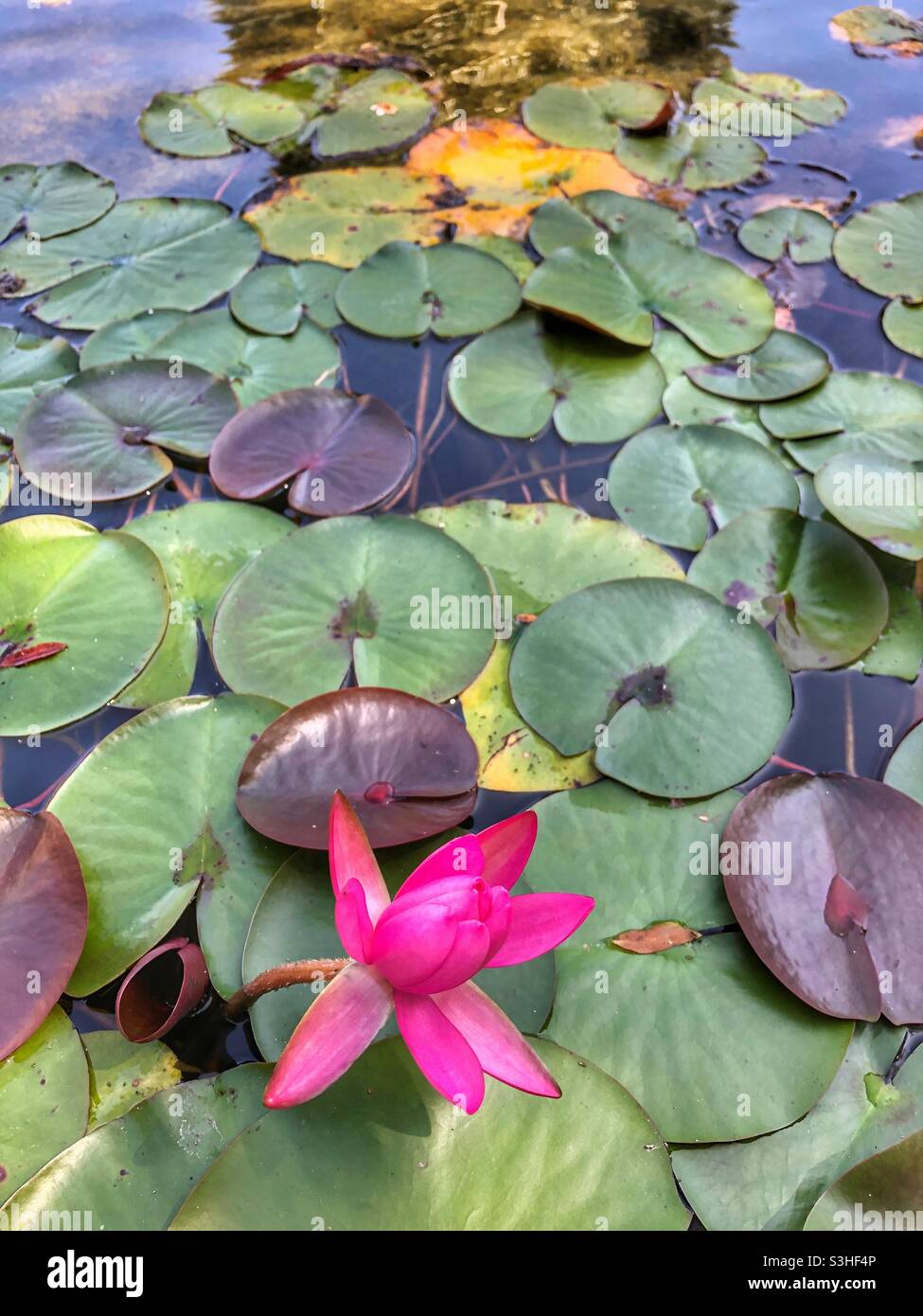 A single magenta coloured lotus flower growing in lily pond Stock Photo ...