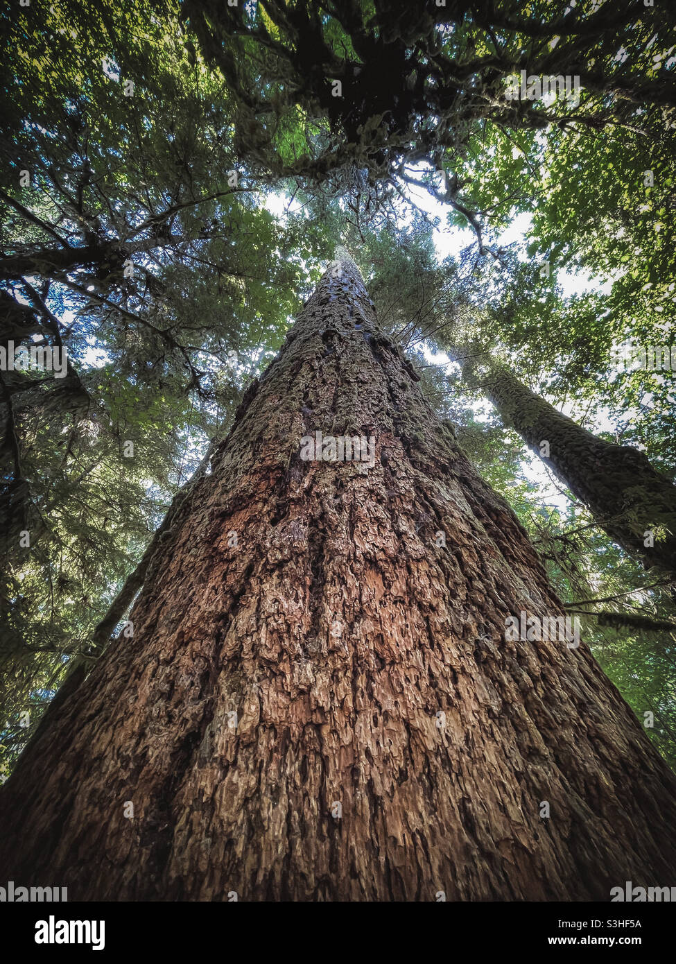 Ancient growth hi-res stock photography and images - Alamy