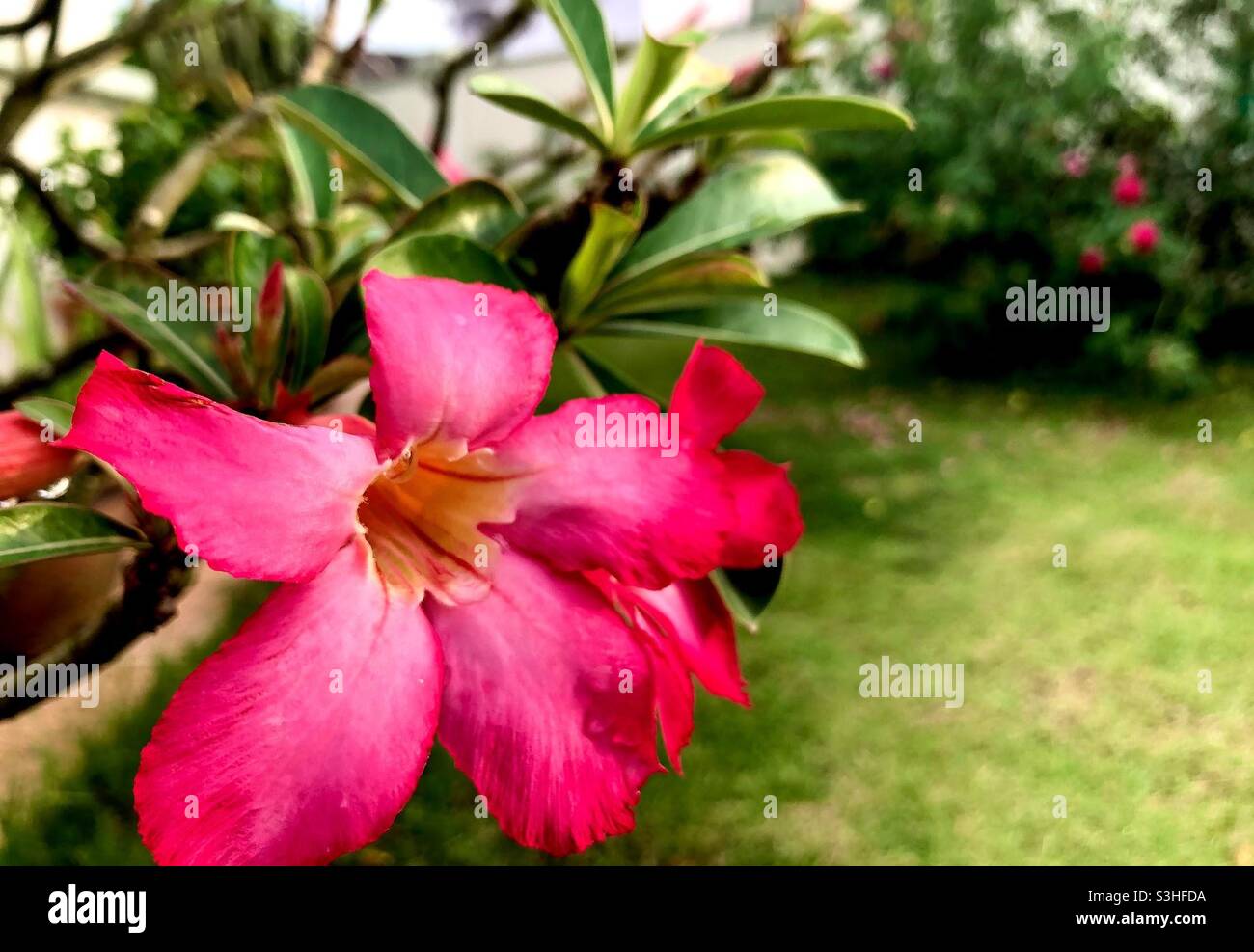 Pink champa hi-res stock photography and images - Alamy