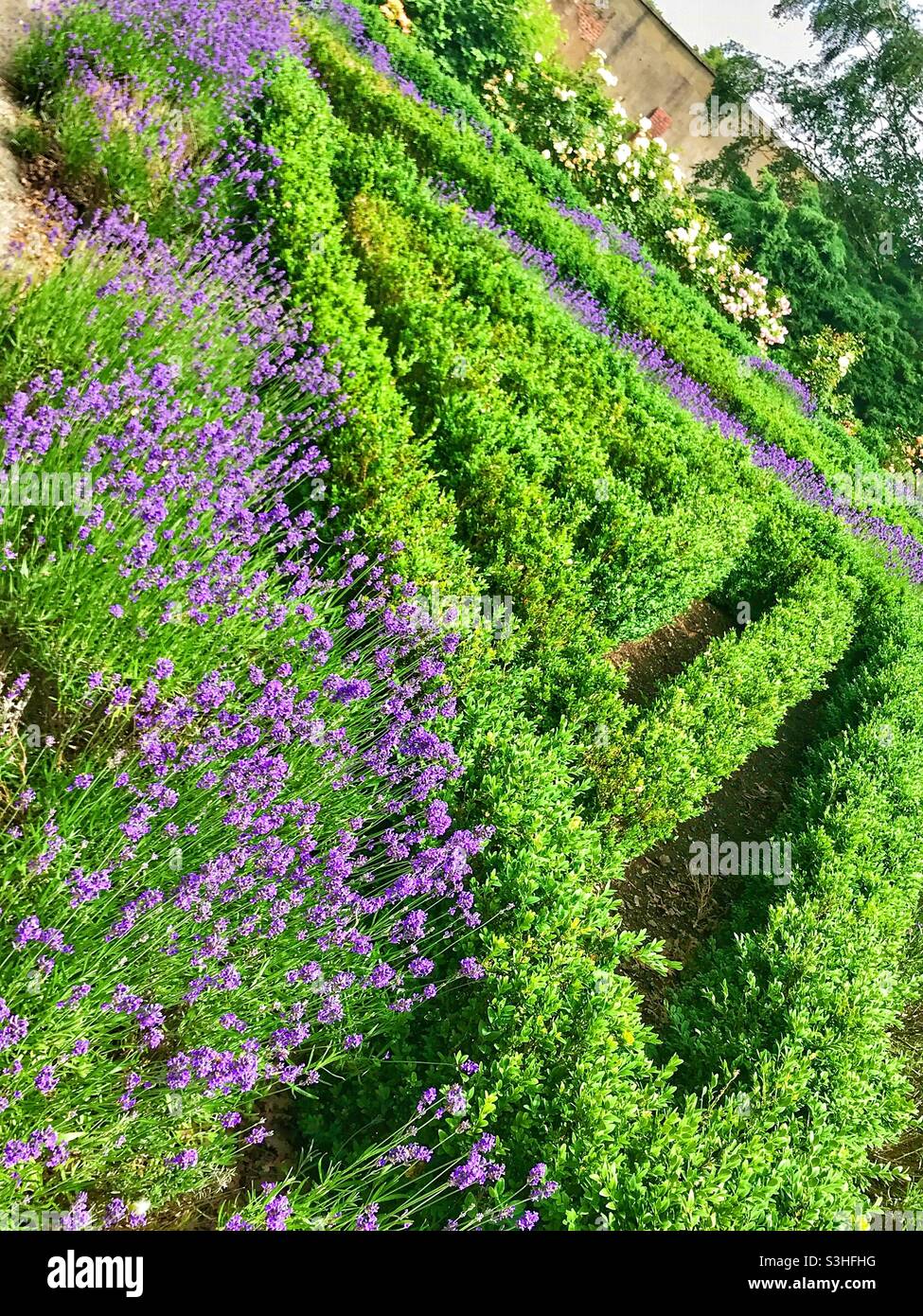 The geometric shapes of a shrubbery and lavender ornamental landscaped ...