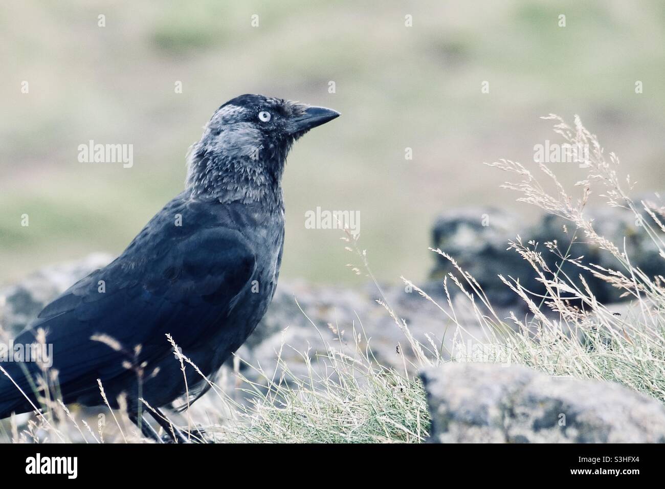 Greenery and bird hi-res stock photography and images - Alamy