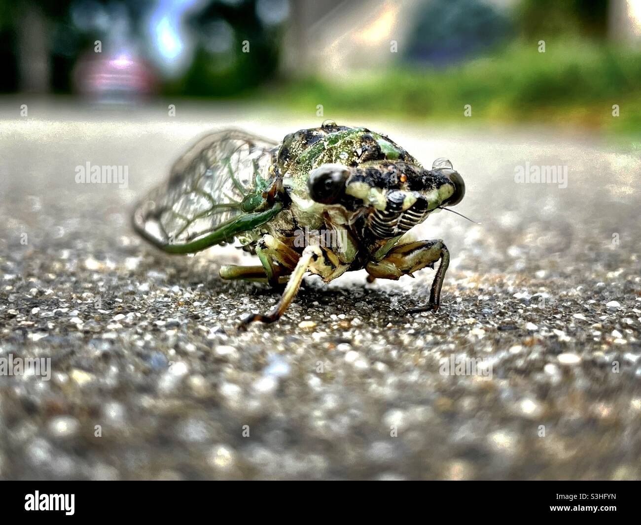 Cicada on a sidewalk Stock Photo - Alamy