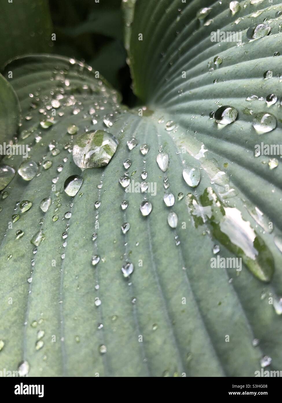 Plants With Raindrops High Resolution Stock Photography and Images - Alamy