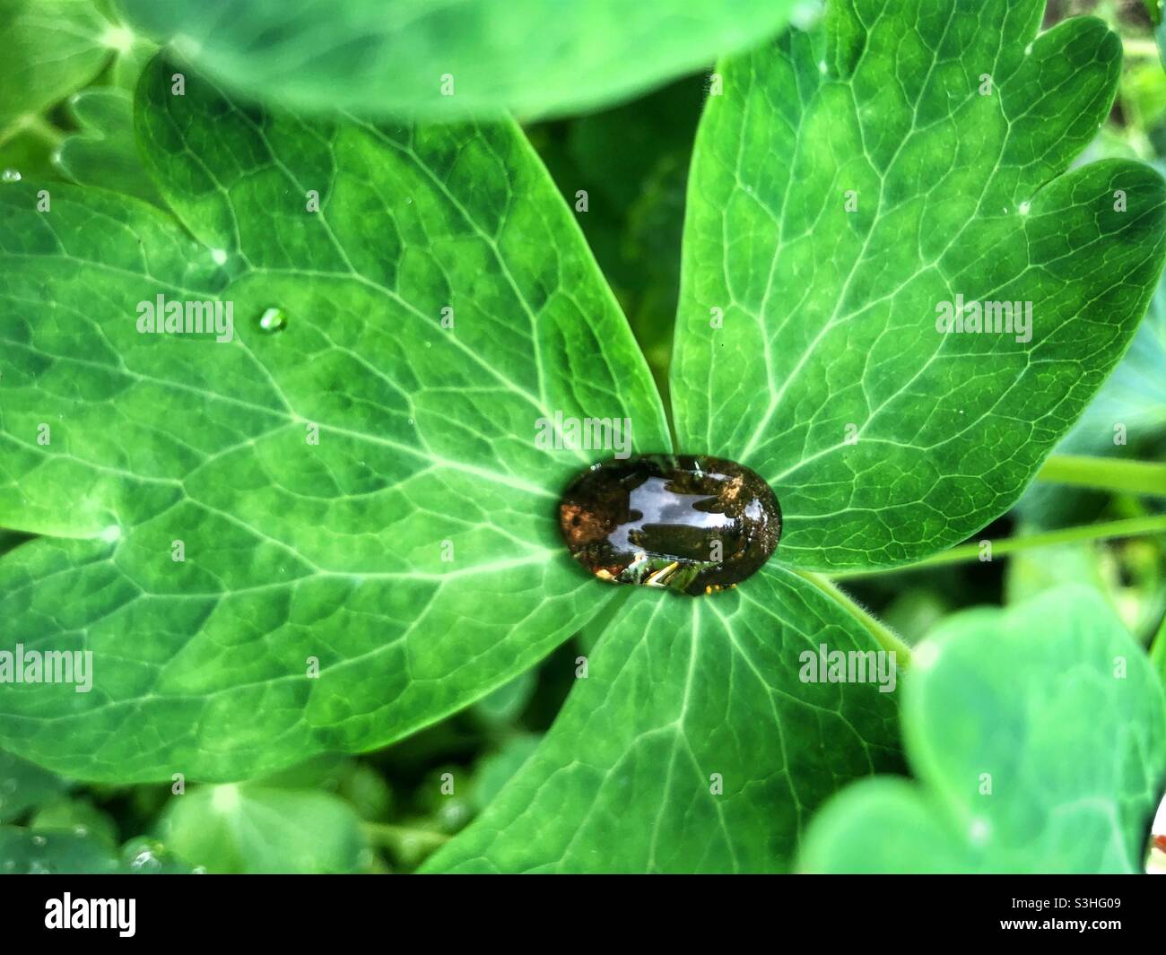 Reflections in a raindrop on a big green leaf Stock Photo - Alamy