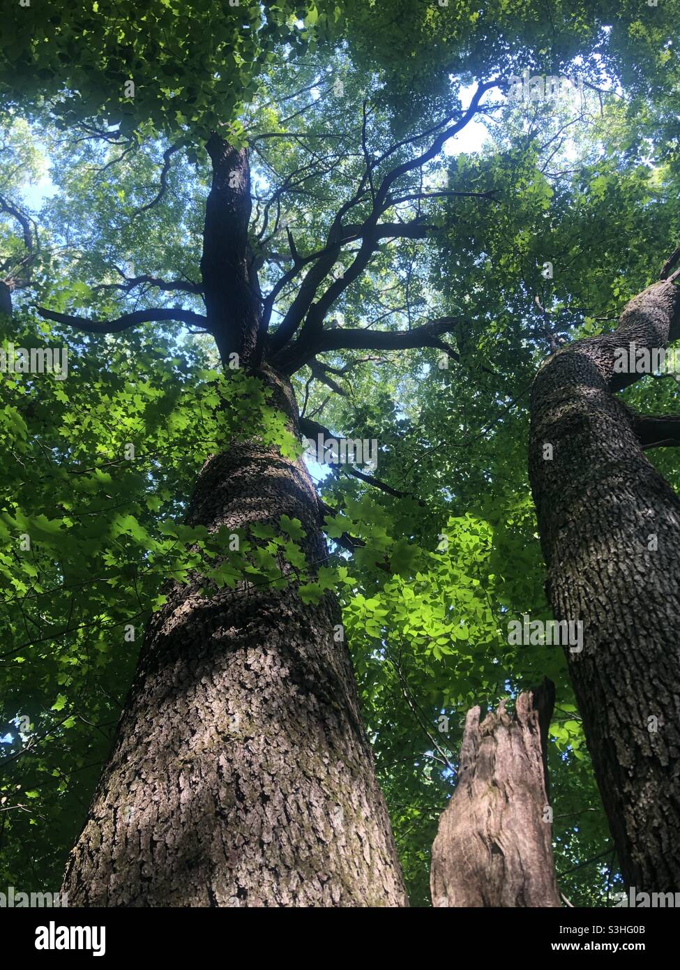 Beauty tall hi-res stock photography and images - Alamy