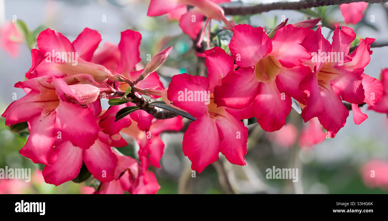 Champa flower hi-res stock photography and images - Alamy