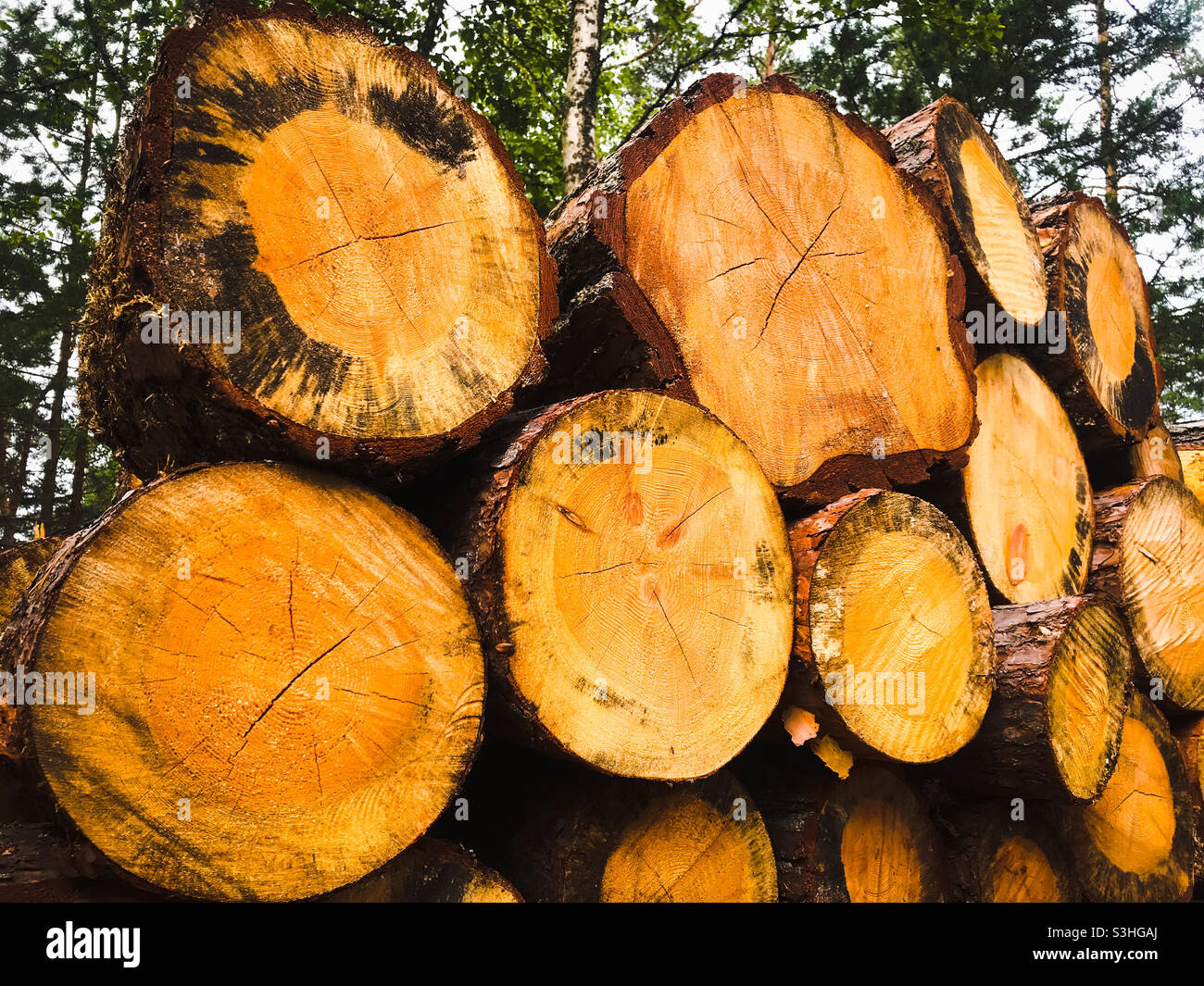 Wood trees forest hi-res stock photography and images - Alamy