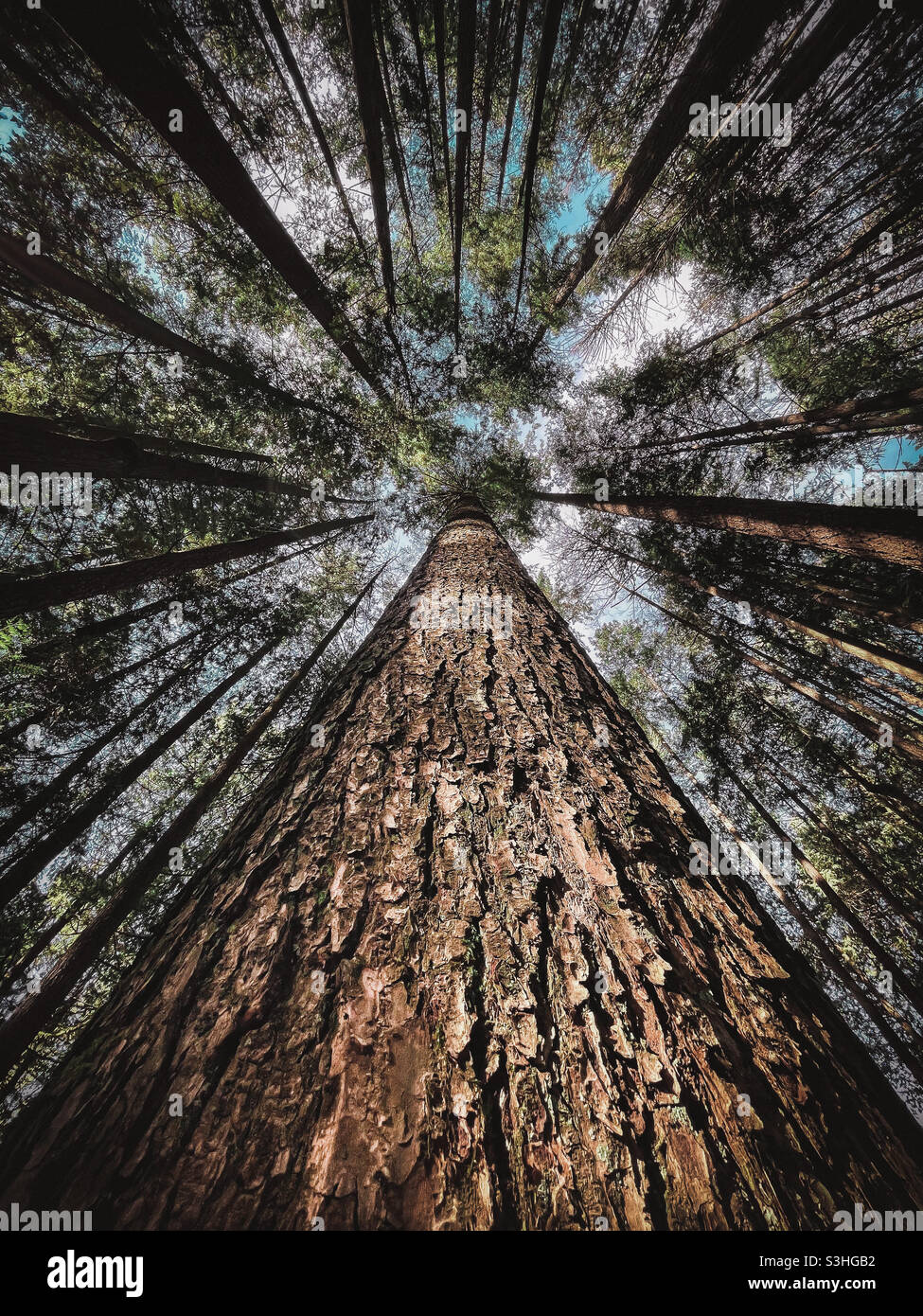 Low angle view of tree canopy hi-res stock photography and images - Alamy