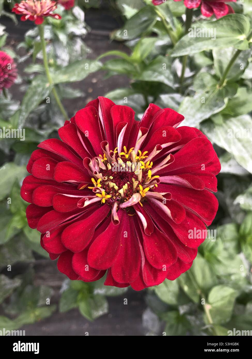 Zinna flower hi-res stock photography and images - Alamy
